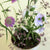 Growing Bouquets - florel_de
